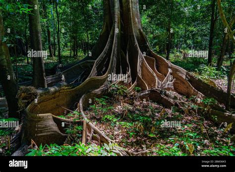Tropical Rainforest Strangler Fig