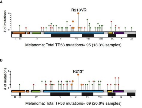 Figures And Data In Tp53 Exon 6 Truncating Mutations Produce Separation Of Function Isoforms