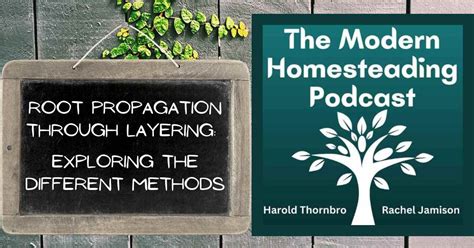 Root Propagation Through Layering Exploring The Different Methods The Small Town Homestead