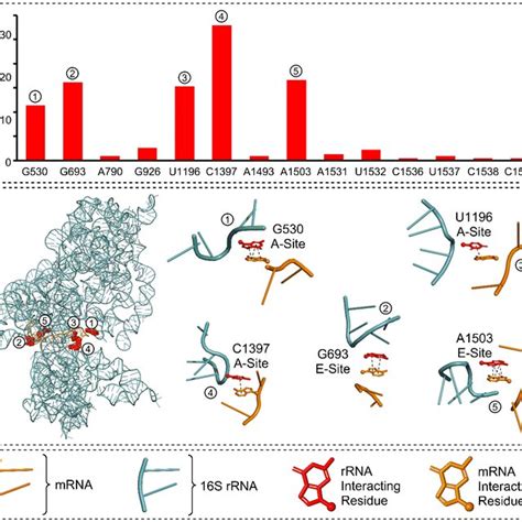 Stacking Interactions Between Trna And Mrna Interactions Interacting Download Scientific