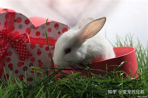 兔子有点打喷嚏怎么办 知乎