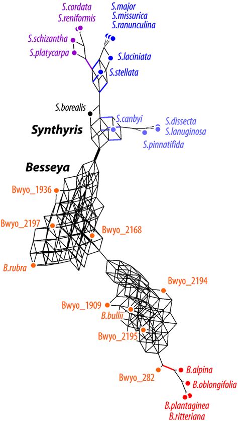The Genealogical World Of Phylogenetic Networks The Curious Case S Of Tree Like Matrices With