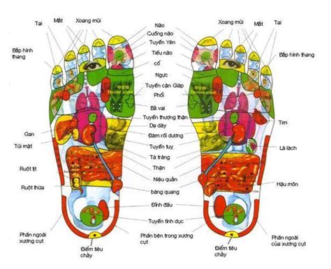 Sơ đồ Huyệt đạo Bàn Chân Và Cách Bấm Huyệt Bàn Chân Trị Mọi Bệnh