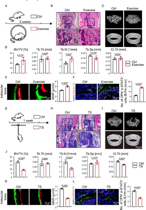 Table 1 From Exercise Maintains Bone Homeostasis By Promoting