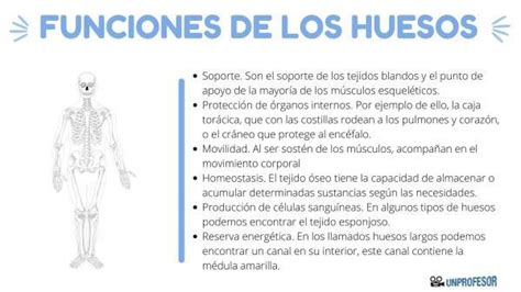 structure of the bones of the human body