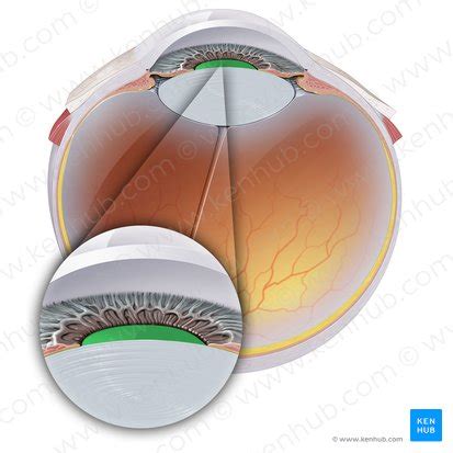 Structure Of The Eyeball Anatomy Parts Kenhub