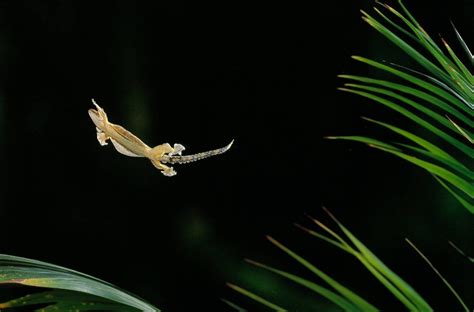 Flying Gecko Gliding Lizard Facts Behavior And Habitat
