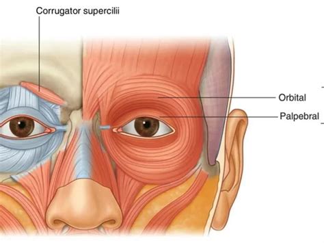 Orbicularis Oris Muscle Cat Artstation Collection Of Works Ive Done