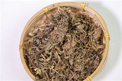 蒲公英的功效与作用禁忌和食用方法 彩牛养生