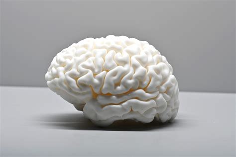 Anthropomorphic Optical Phantoms Customized Customized Biopixs Online Store