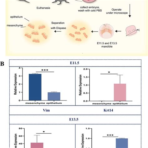Workflow For Sample Preparation And Validation A Workflow For Sample