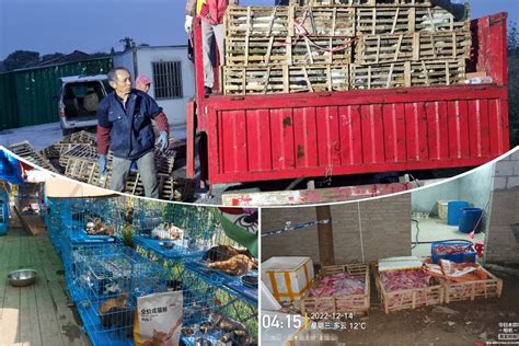 В Китае полицейские спасли тысячу кошек от продажи на мясо Dymontiger