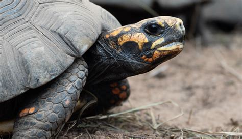 El Caparazón De Las Tortugas Una Clave Para Entender Por Qué Envejecen Tan Lento Infobae