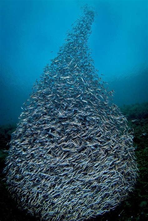 27 Incredible Underwater Pictures Of Schooling Fish