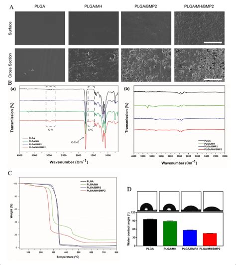 Surface Modification And Characterization Of The Plga Films A Sem