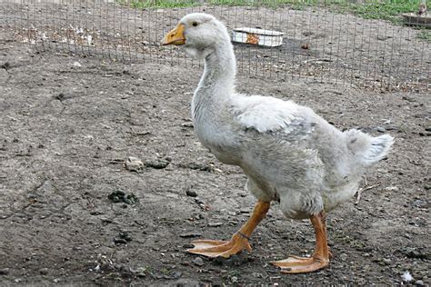 Гусь: 6 особенностей из жизни крупной птицы с длинной шеей ...