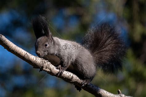 다람쥐 사진 무료 다운로드 Lovepik