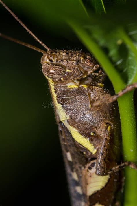 Camouflage Grasshopper On A Stone Stock Image Image Of Grasshopper
