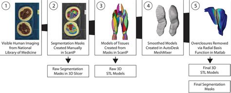 Flowchart Showing The Primary Steps In The Model Generation Process And Download Scientific
