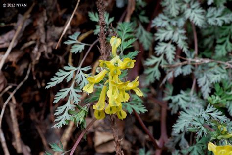 ミヤマキケマン深山黄華鬘ケマンソウ科ケシ科 Corydalis pallida var tenuis 四季の山野草