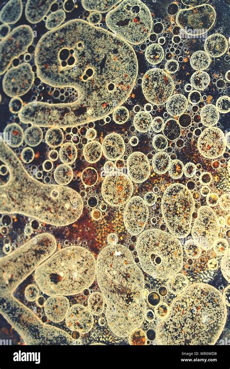 Lichen Micrograph Stockfotos Und Bilder Kaufen Alamy