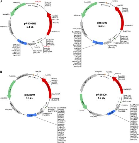 Features Of New S Cerevisiae His2 Marked Plasmid Shuttle Vectors A