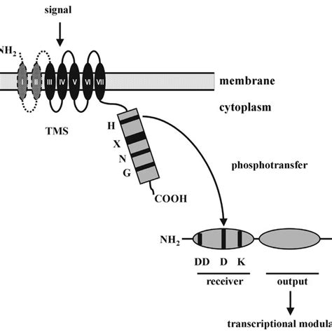 2 Distribution Of Two Component Regulatory Systems On The L Plantarum Download Scientific