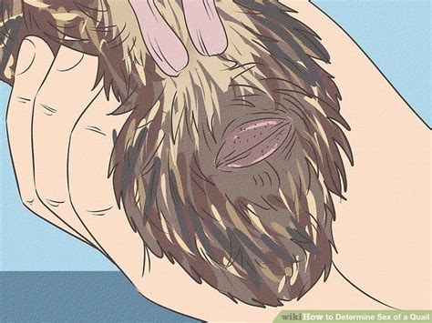 Ways To Determine Sex Of A Quail WikiHow