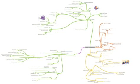 Chapter 3 Cell Structure Coggle Diagram