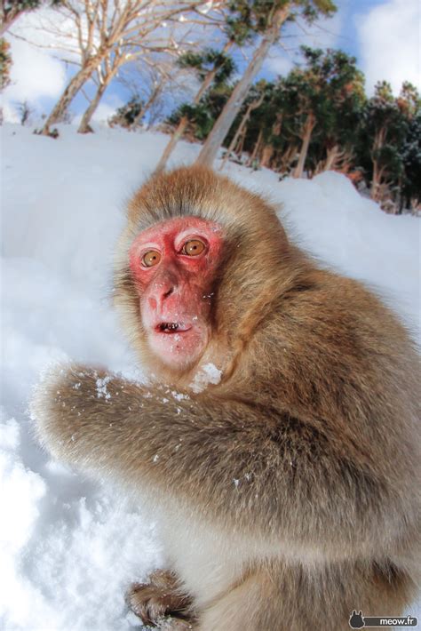 Снежные обезьяны Masterok — Livejournal