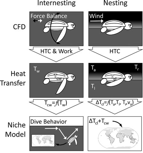 a diagram of the modeling procedure the procedure is divided into