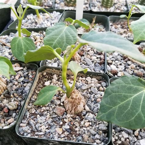 Buy Matelea Gonolobus Cyclophyllus Rare Succulent Planet Desert
