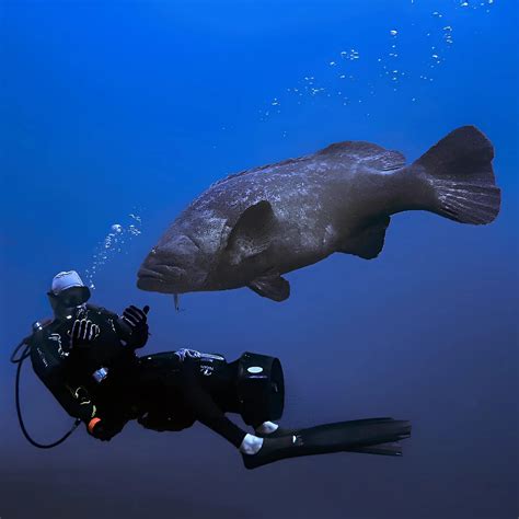 Grouper Recipes For Every Occasion