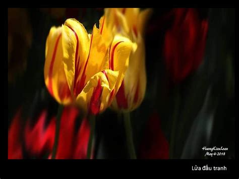 CAROLINETHANHHUONG Cưc Điêm Hoa Cuôi Đơi tuy but viêt theo bô anh cua Hương Kiêu loan