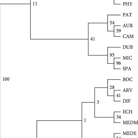 Upgma Dendrogram Showing The Genetic Relationships Among 29 Trifolium