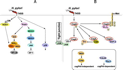 Type Iv Secretion System Dependent Epithelial Signaling A