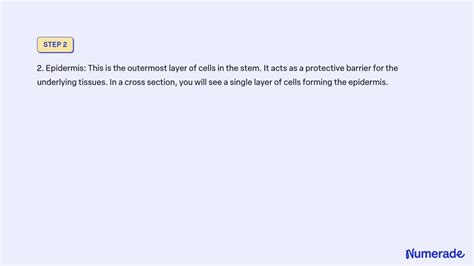 Solved Identify The Labeled Structures In A Prepared Slide Of A Cross Section Of A Dicot Stem