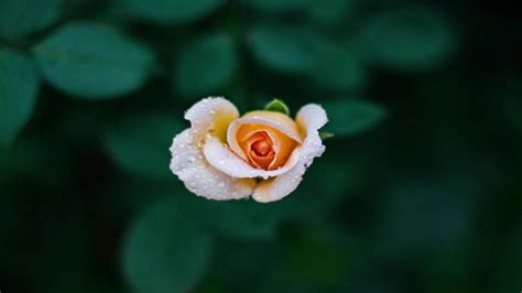 ЭМЭГТЭЙ ХҮНИЙ ДОТОР Зүгээр л хэлээ хазаад “АЗ” тай гэрлэж байсан эмэгтэйчүүдийг би харж