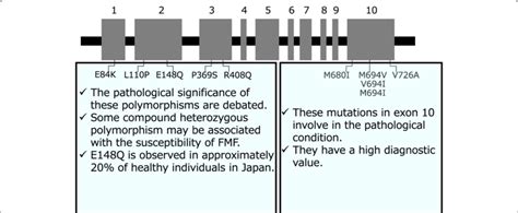 A Domain Structure Of The Mefv Gene The Mefv Gene Is Composed Of 10 Download Scientific