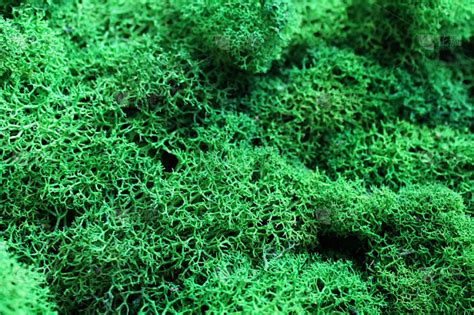 绿色稳定苔藓结构