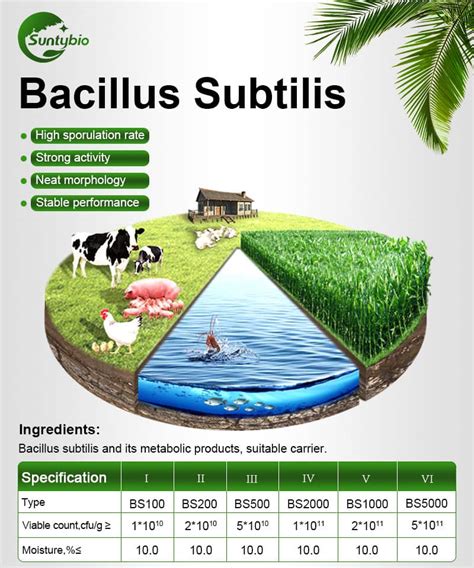 Bacillus Subtilis│bacillus Subtilis Probiotic│liquid Probiotic