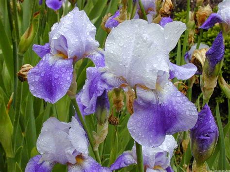 Palabra Breve Lirios Del Campo