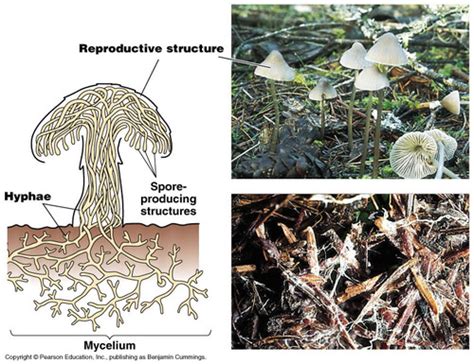 Fungi Flashcards Quizlet
