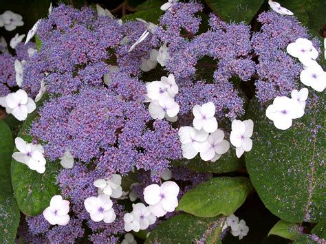 Hydrangea Aspera Glendoick Late Trees Shrubs Perennials Trees And Shrubs