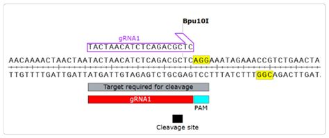 Crispr Guide To Grna Design