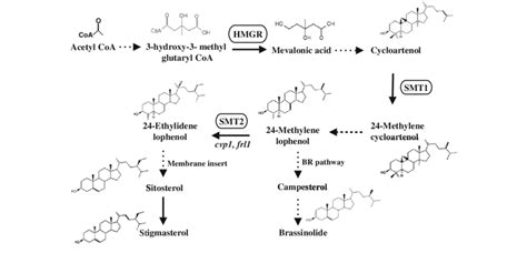 Biosynthetic Scheme Of The Major Sterol Biosynthesis Pathway In Plants