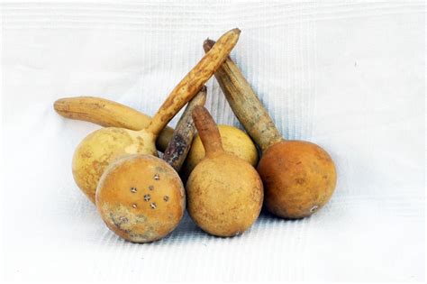 Kalebasse B 7 8 Ø7 8 Cm Flasche Kalebasse Kürbisflasche