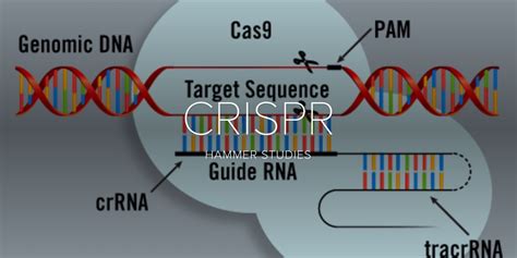 Crispr