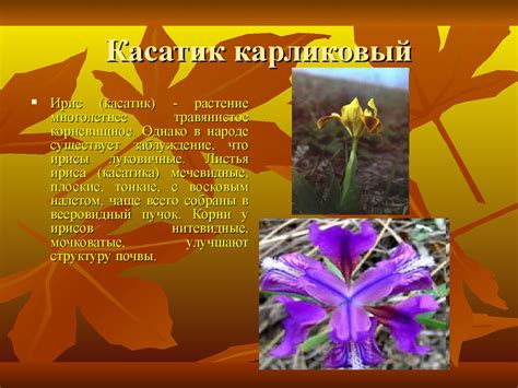 Исчезающие виды растений и животных Донского края презентация онлайн