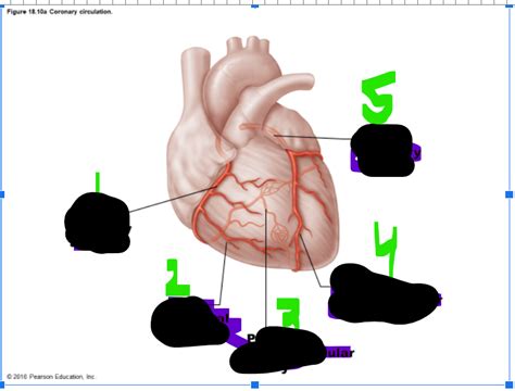 Aandp 1 Final Exam Diagram Quizlet